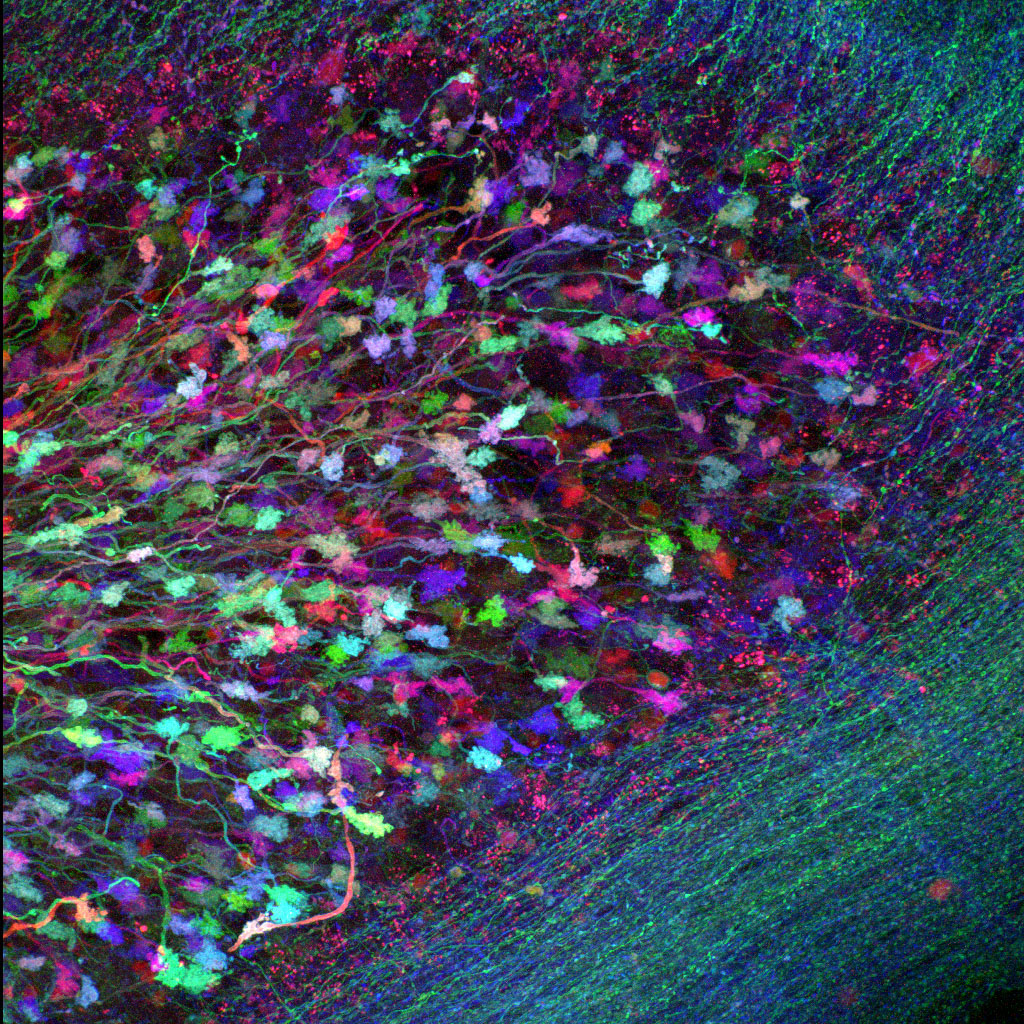 Brainbow_cerebellum – School of Thinking
